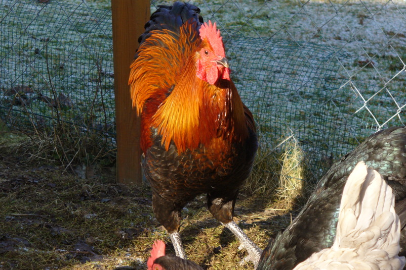 Langshan Chicken - Breed Profile - Backyard Poultry